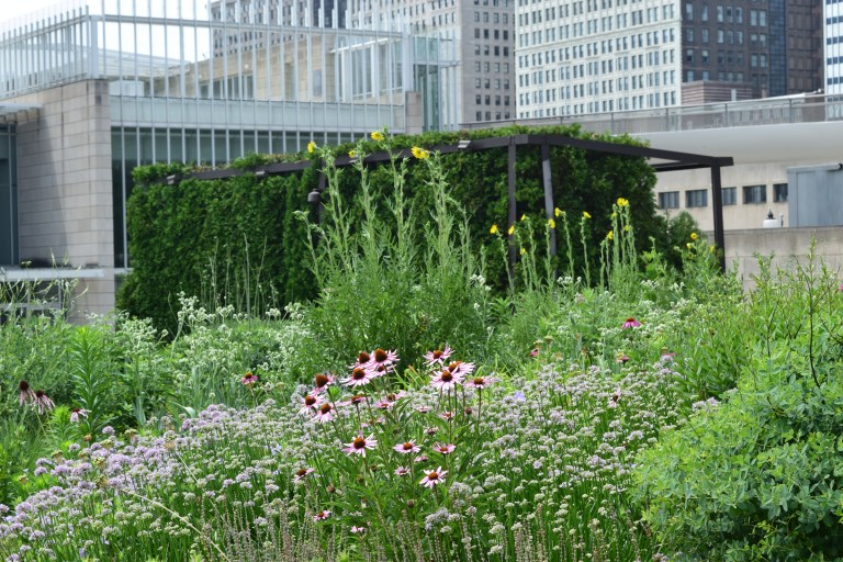 The Lurie Garden in July – gardeninacity