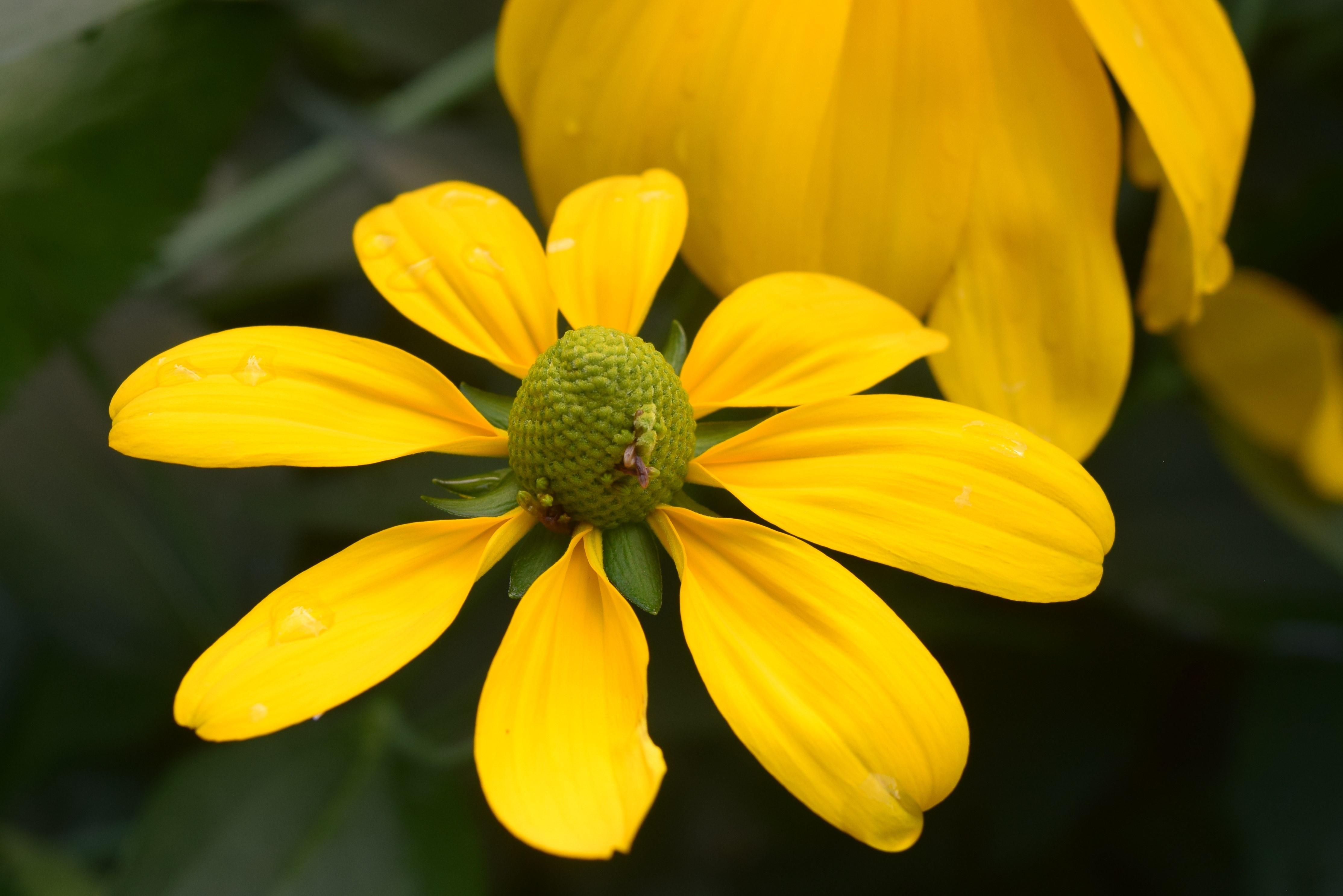 A Plant Called … Golden Glow – gardeninacity