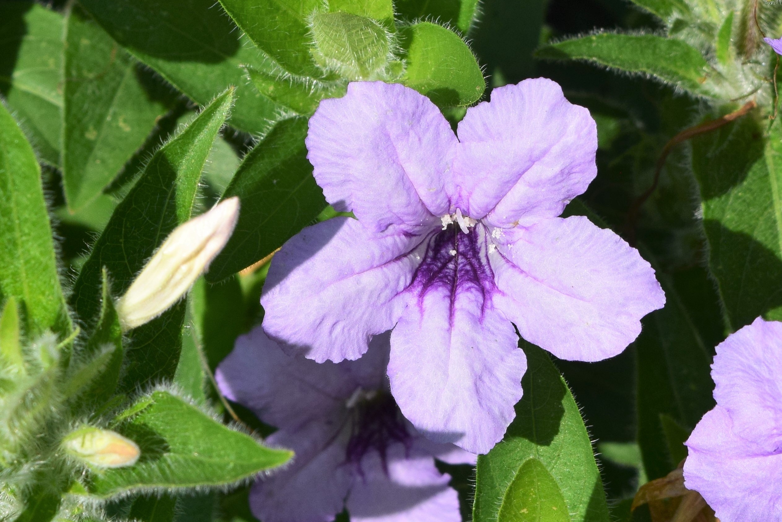 Little Wild Petunias Near An Onion Patch – gardeninacity