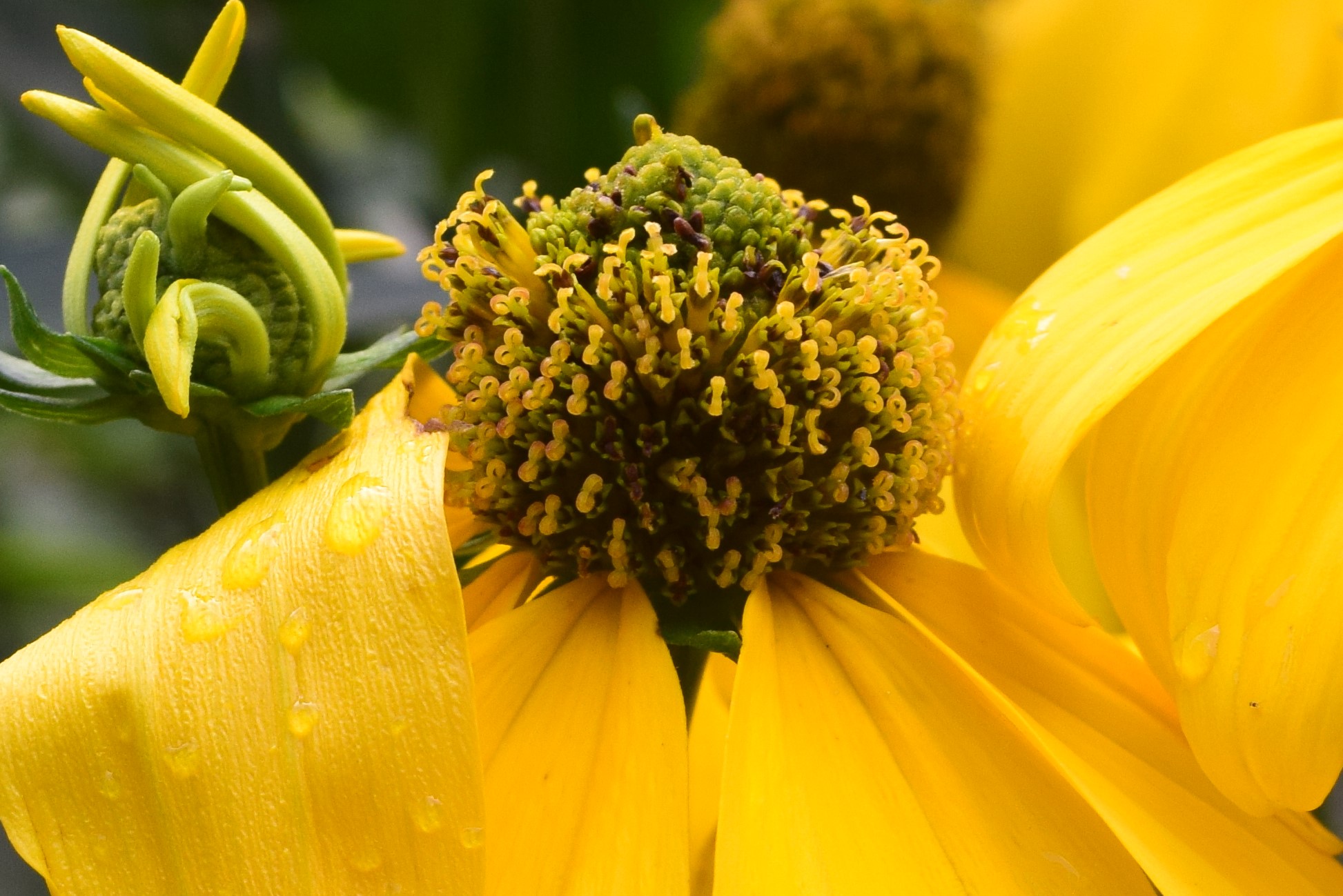 A Plant Called … Golden Glow – gardeninacity