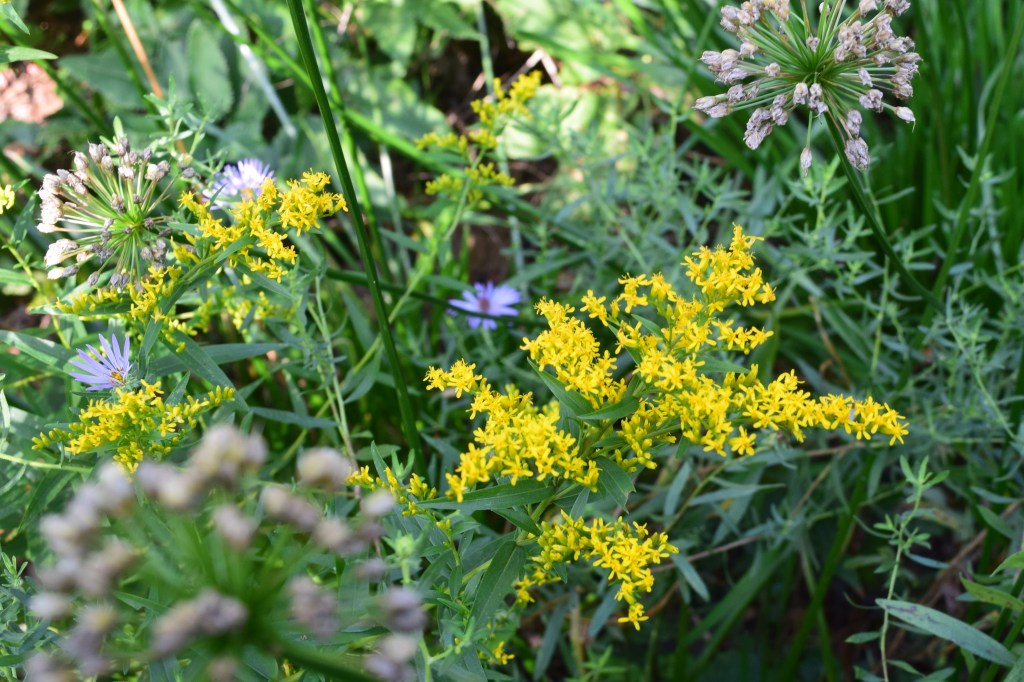 3 Goldenrods for the Shade Garden – gardeninacity