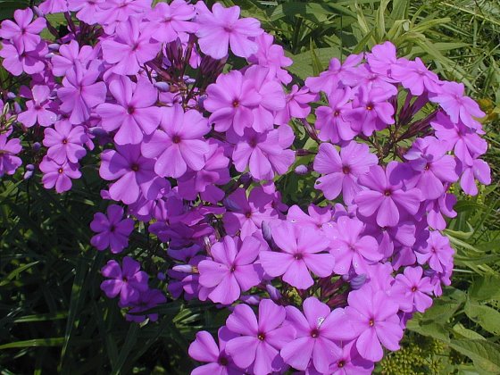 5 Native Plants For Shade – gardeninacity