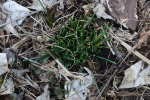 6 Flowers That Rabbits Don’t Like To Eat – gardeninacity