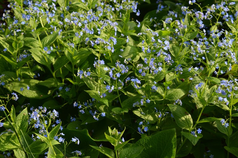 Fiddleheads, Ferns, Bluebells, and Bleeding Hearts – gardeninacity