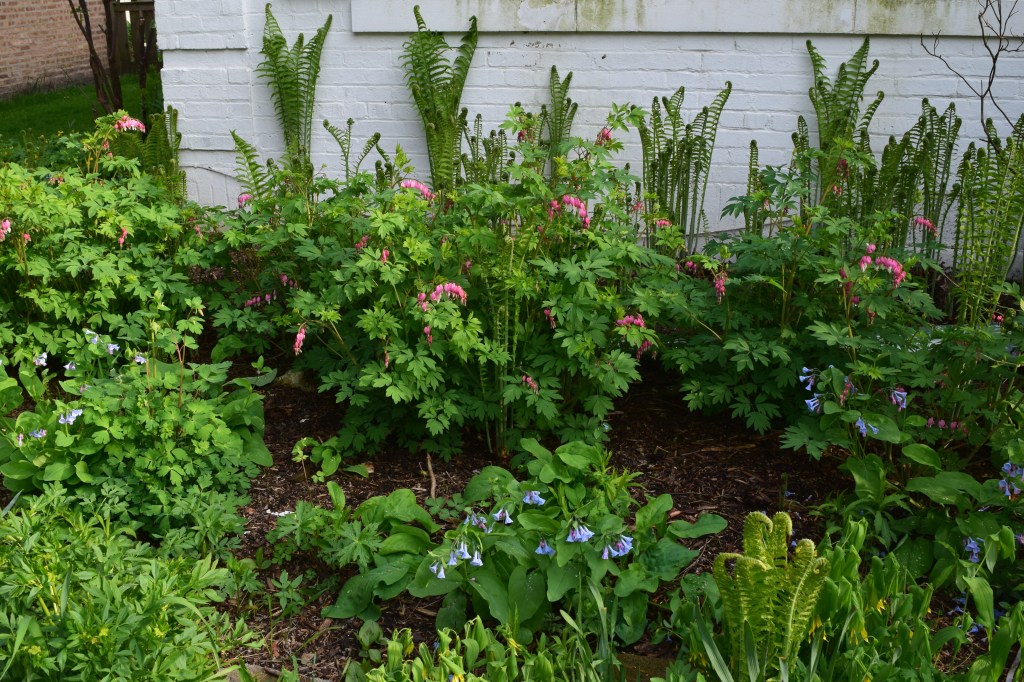 Fiddleheads, Ferns, Bluebells, and Bleeding Hearts – gardeninacity