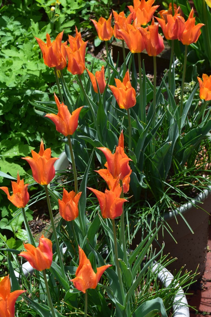 Container Tulips Report 2018 – gardeninacity