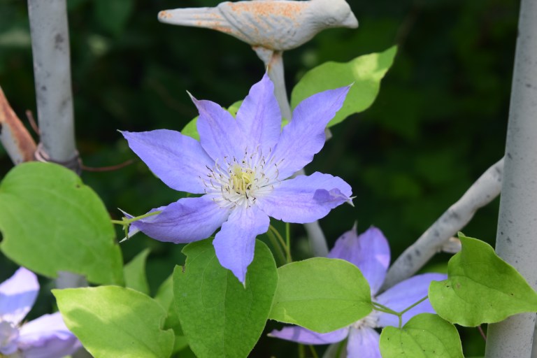 It’s Clematis Time! – gardeninacity