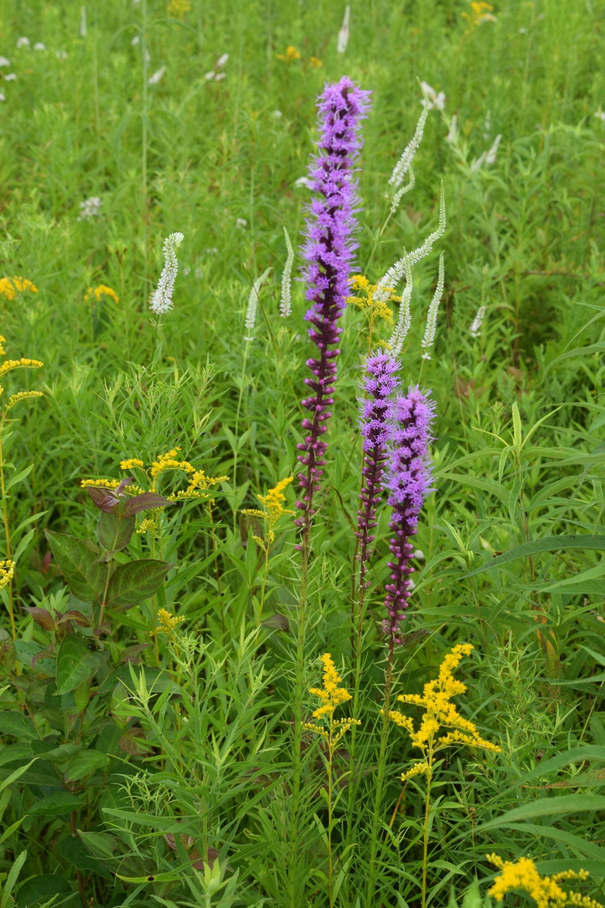 Prairie in the Garden: Mettawa Manor Part II – gardeninacity