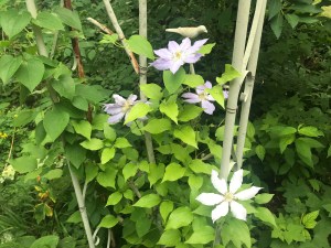 It’s Clematis Time! – gardeninacity
