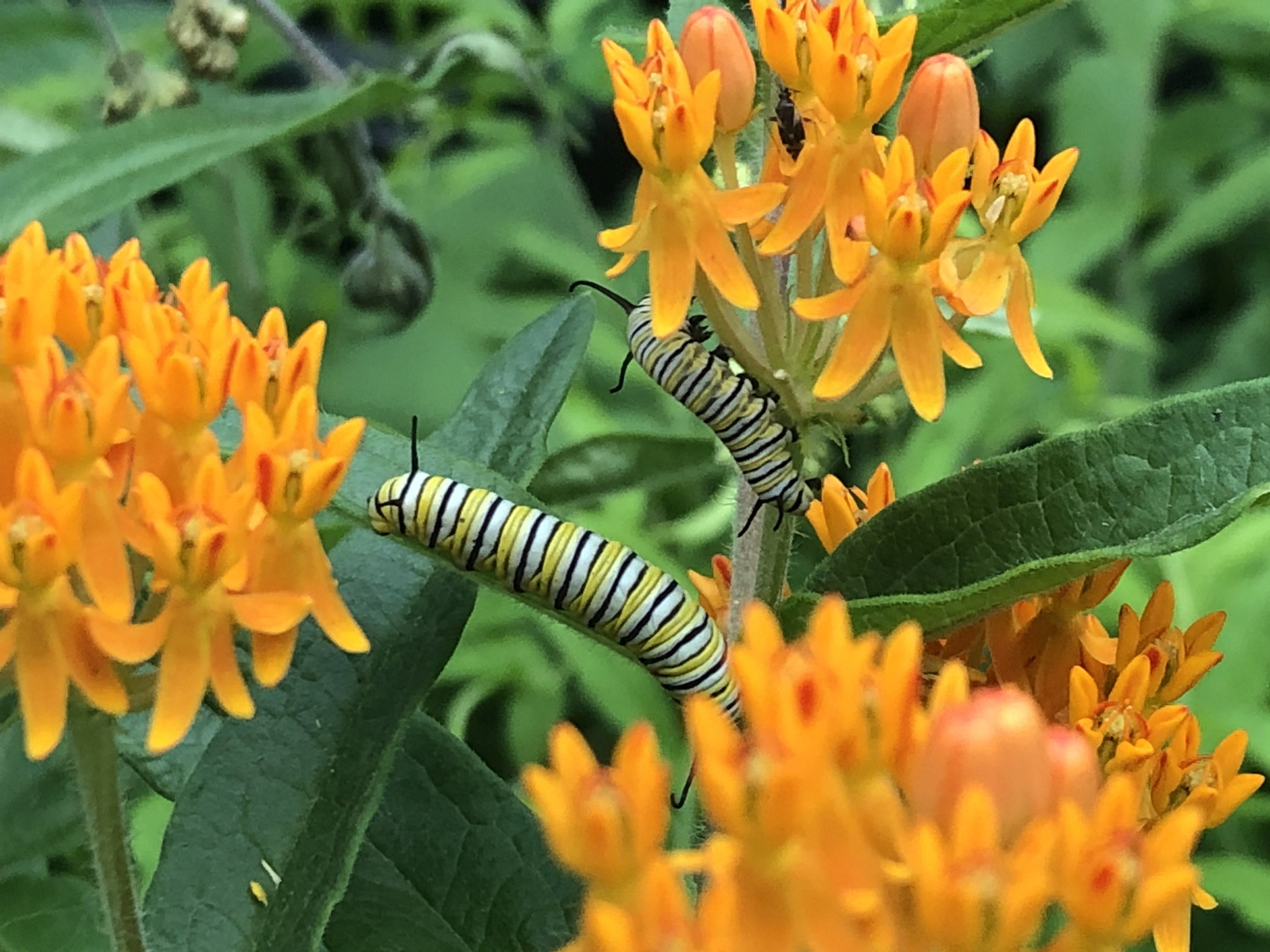 Monarch Caterpillars! – gardeninacity