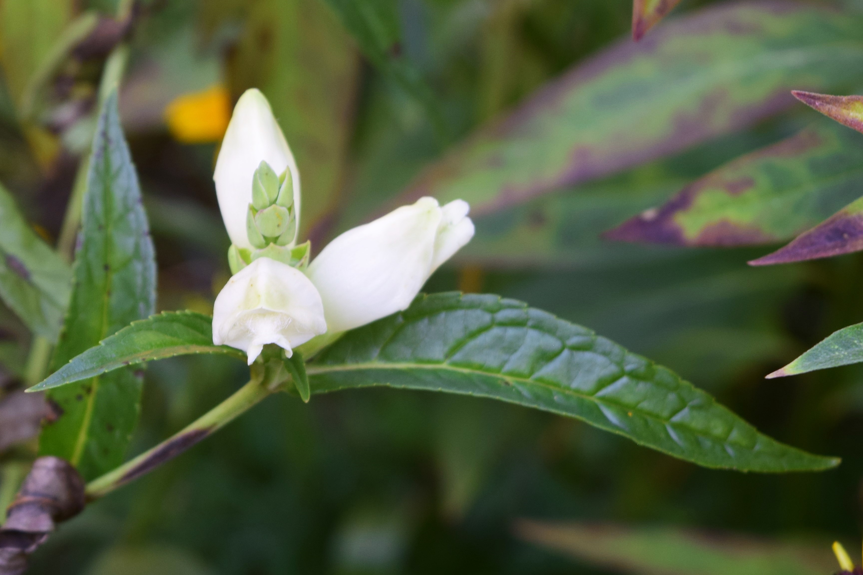 First White Turtlehead Blooms – gardeninacity