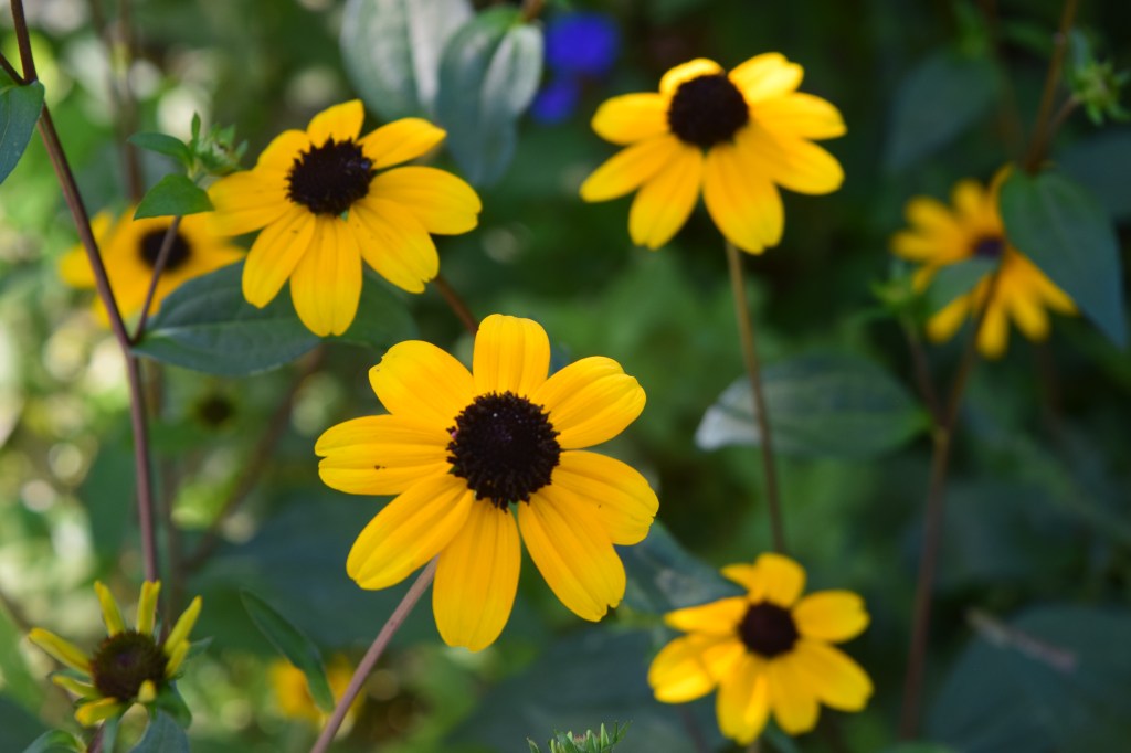 Yellow is the Color of August – gardeninacity