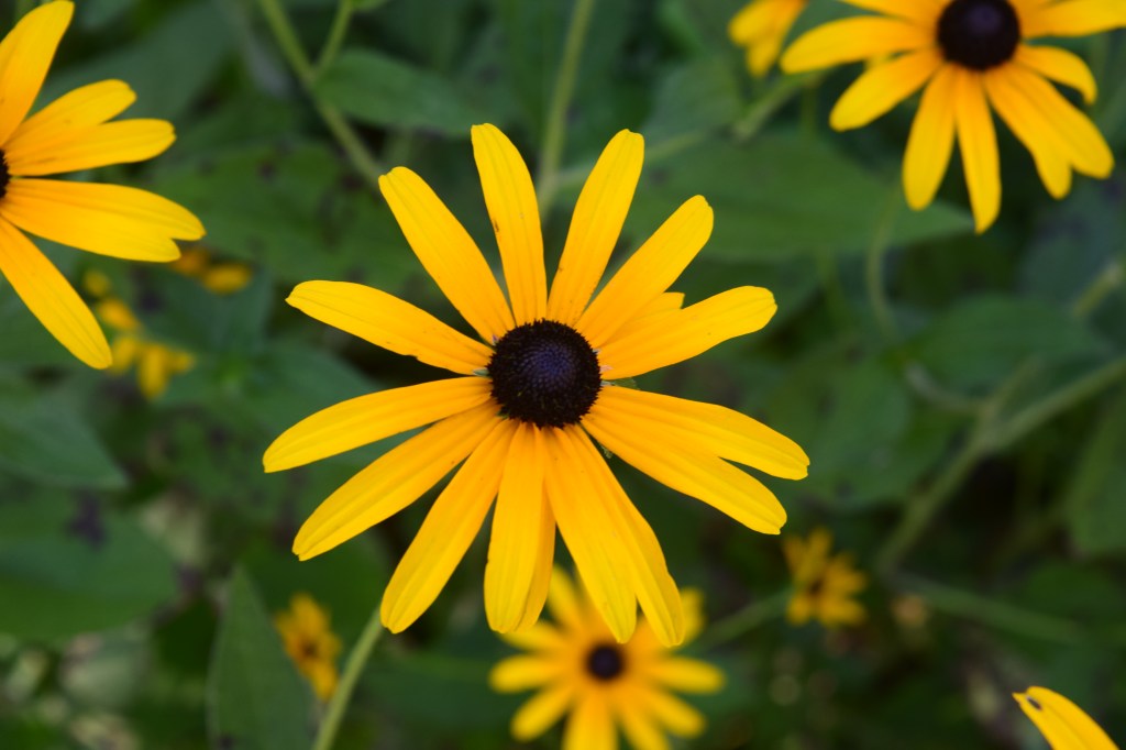 Yellow is the Color of August – gardeninacity