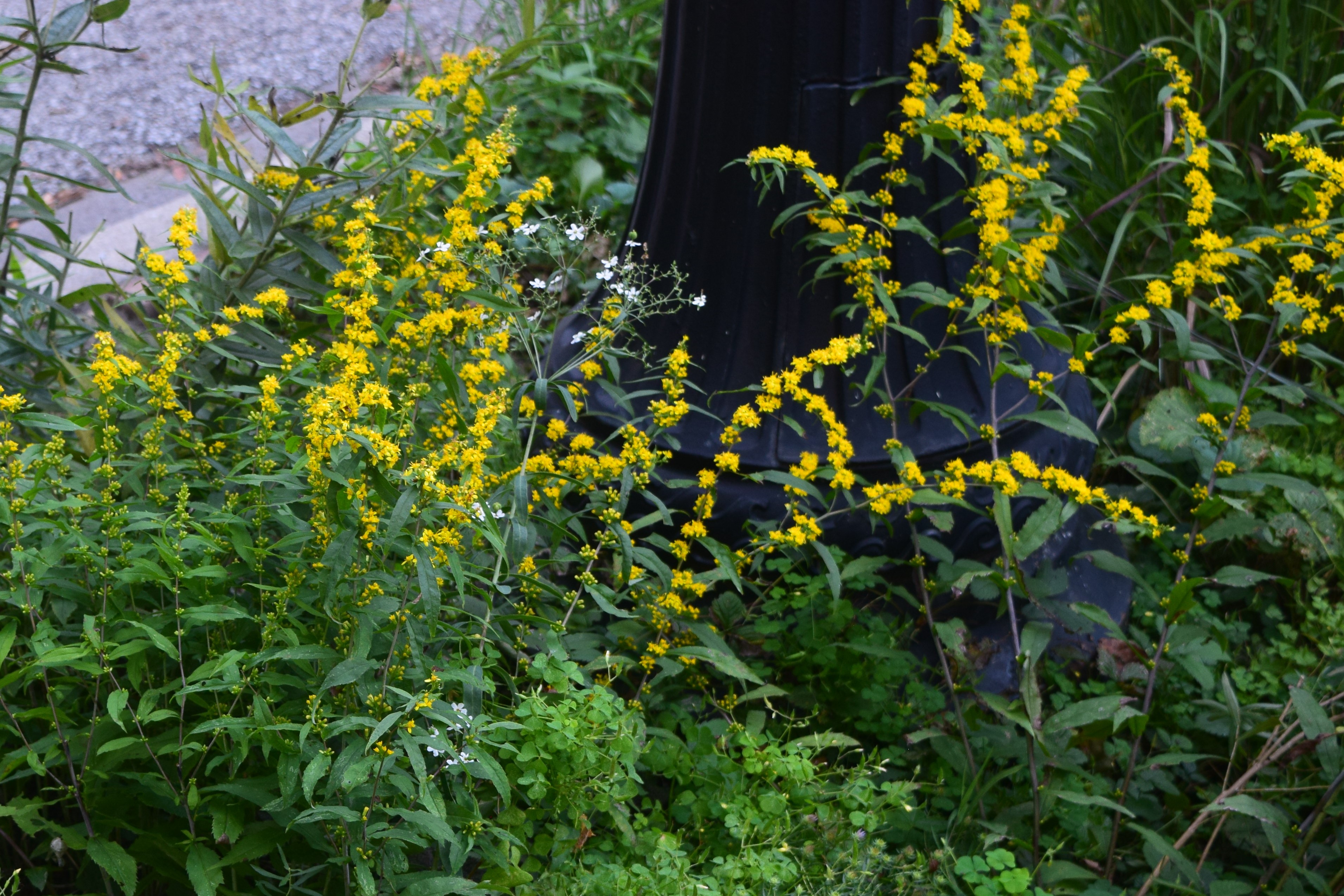 3 Goldenrods for the Shade Garden – gardeninacity