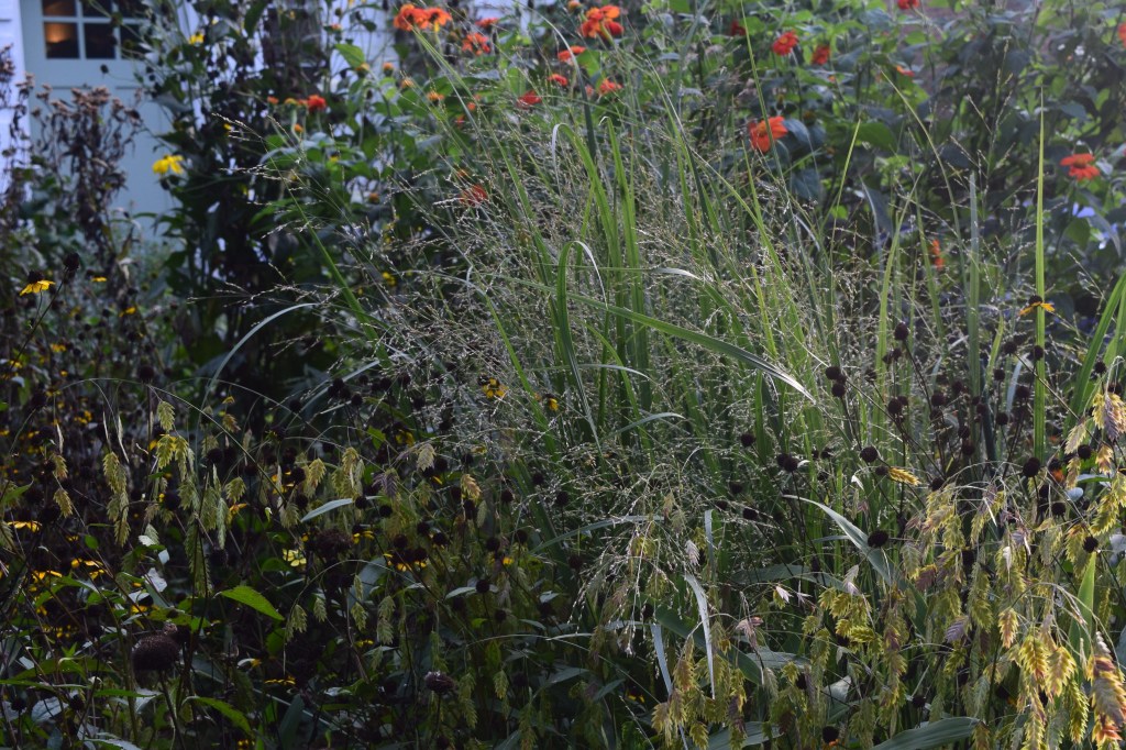 Switchgrass and River Oats – gardeninacity