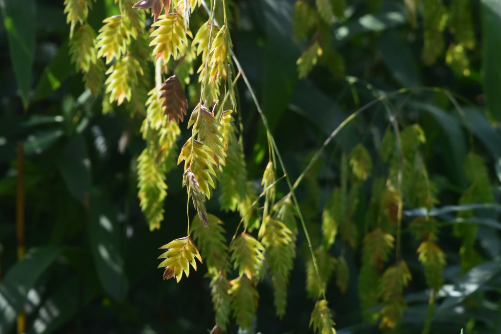 Switchgrass and River Oats – gardeninacity