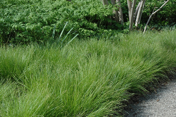 A Pocket Meadow of Pennsylvania Sedge – gardeninacity