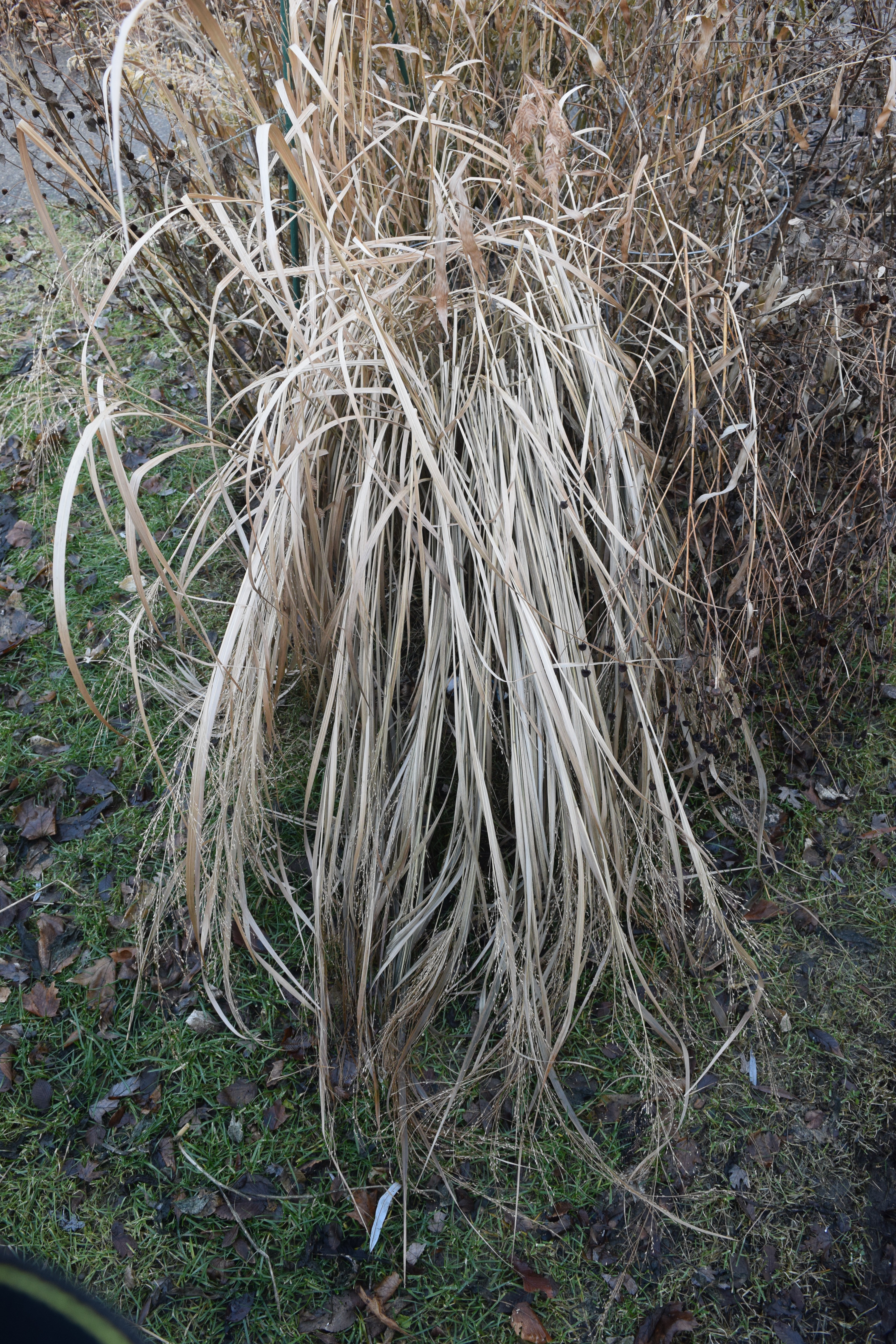 Some Grasses in Winter – gardeninacity