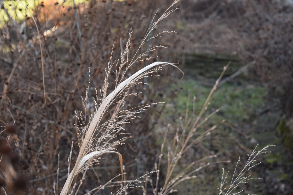 Some Grasses in Winter – gardeninacity