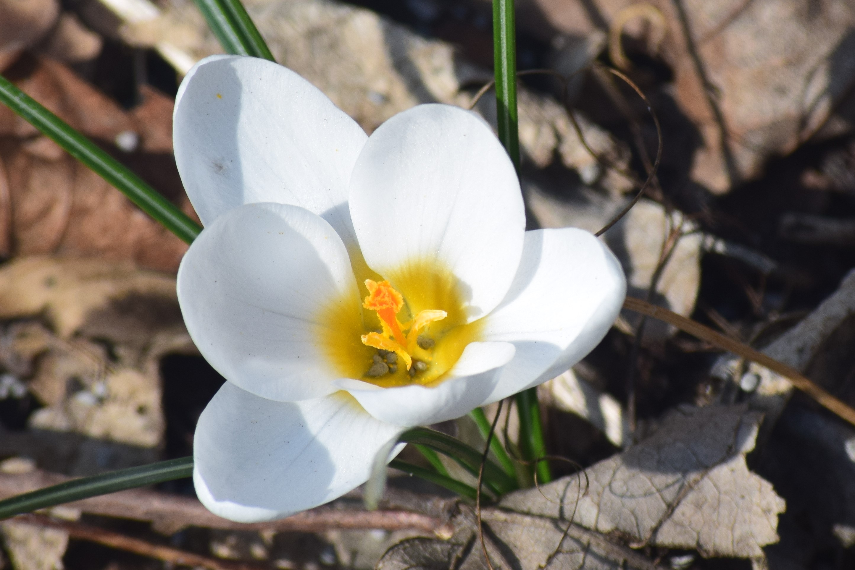 Marching One By One – gardeninacity