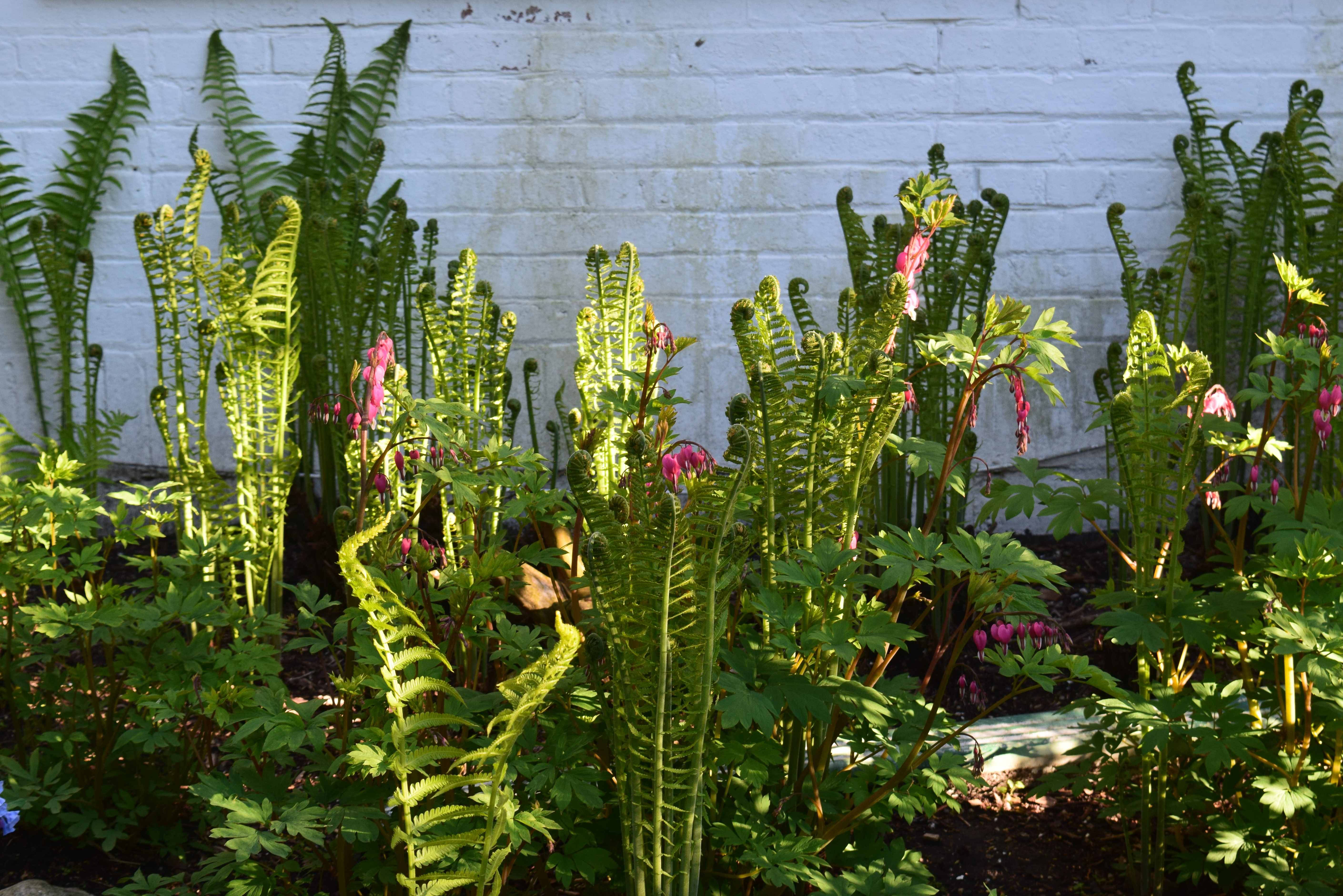 A Fern Foundation – gardeninacity