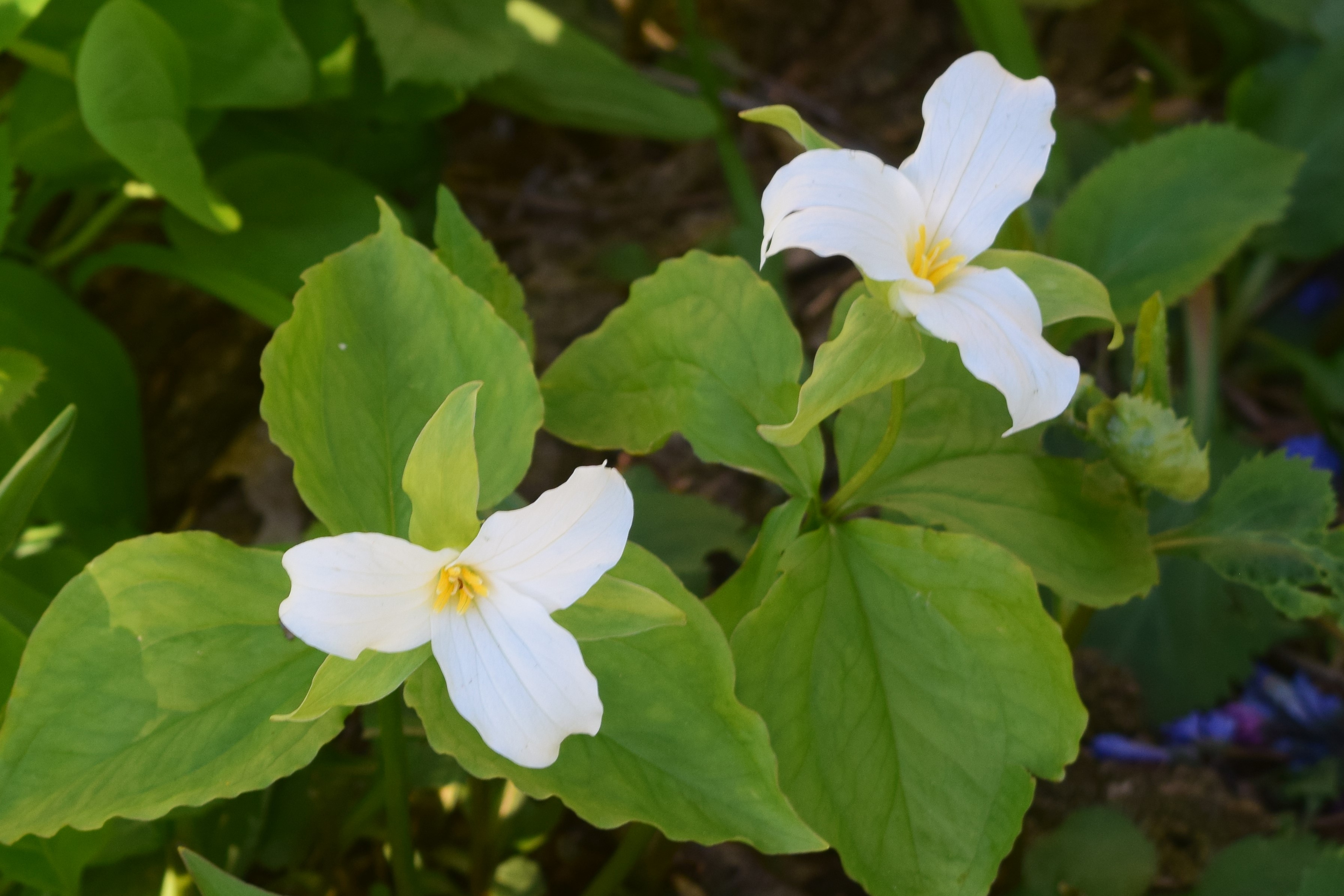 Trillium Time – gardeninacity