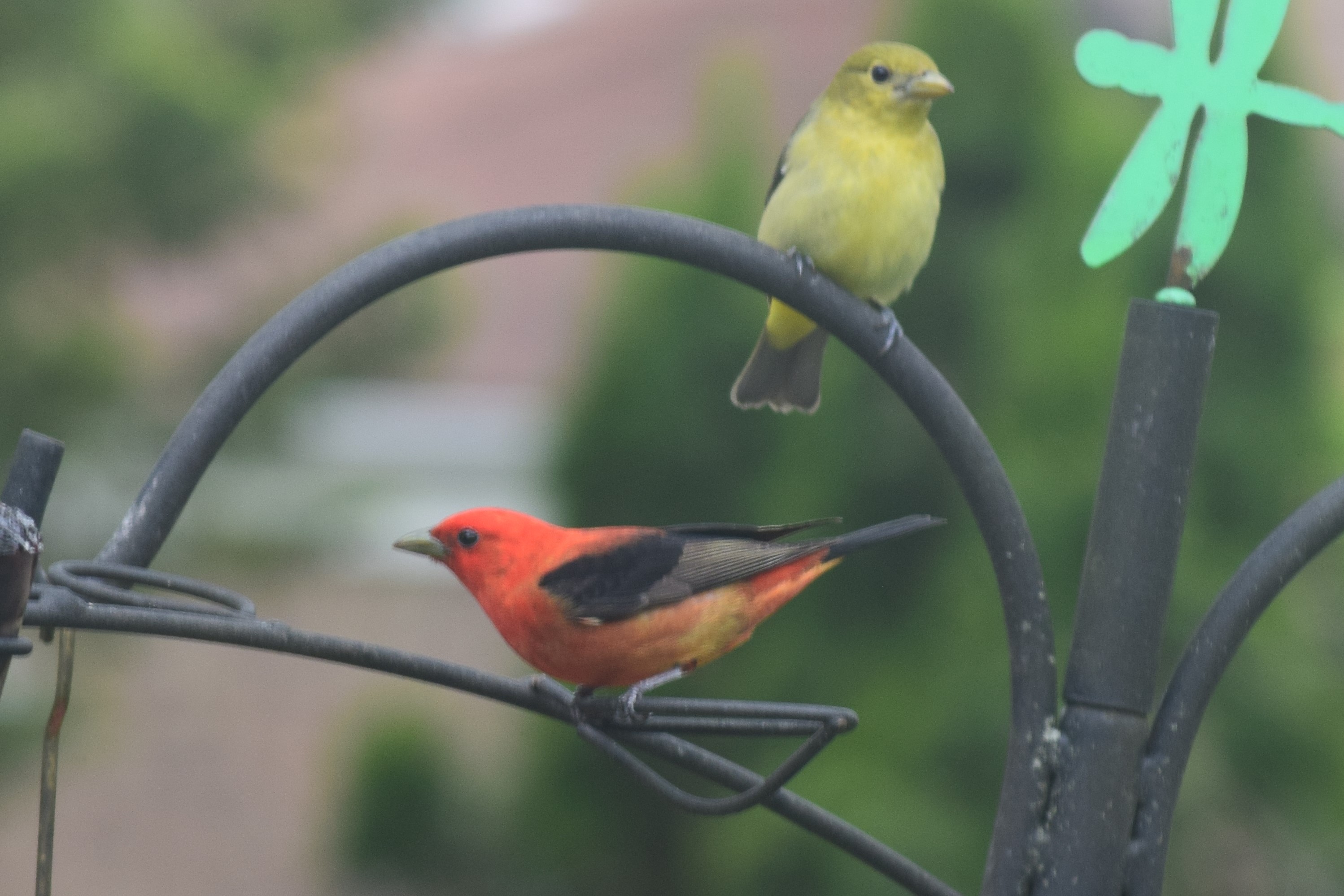 Scarlet Tanager, I Presume – gardeninacity