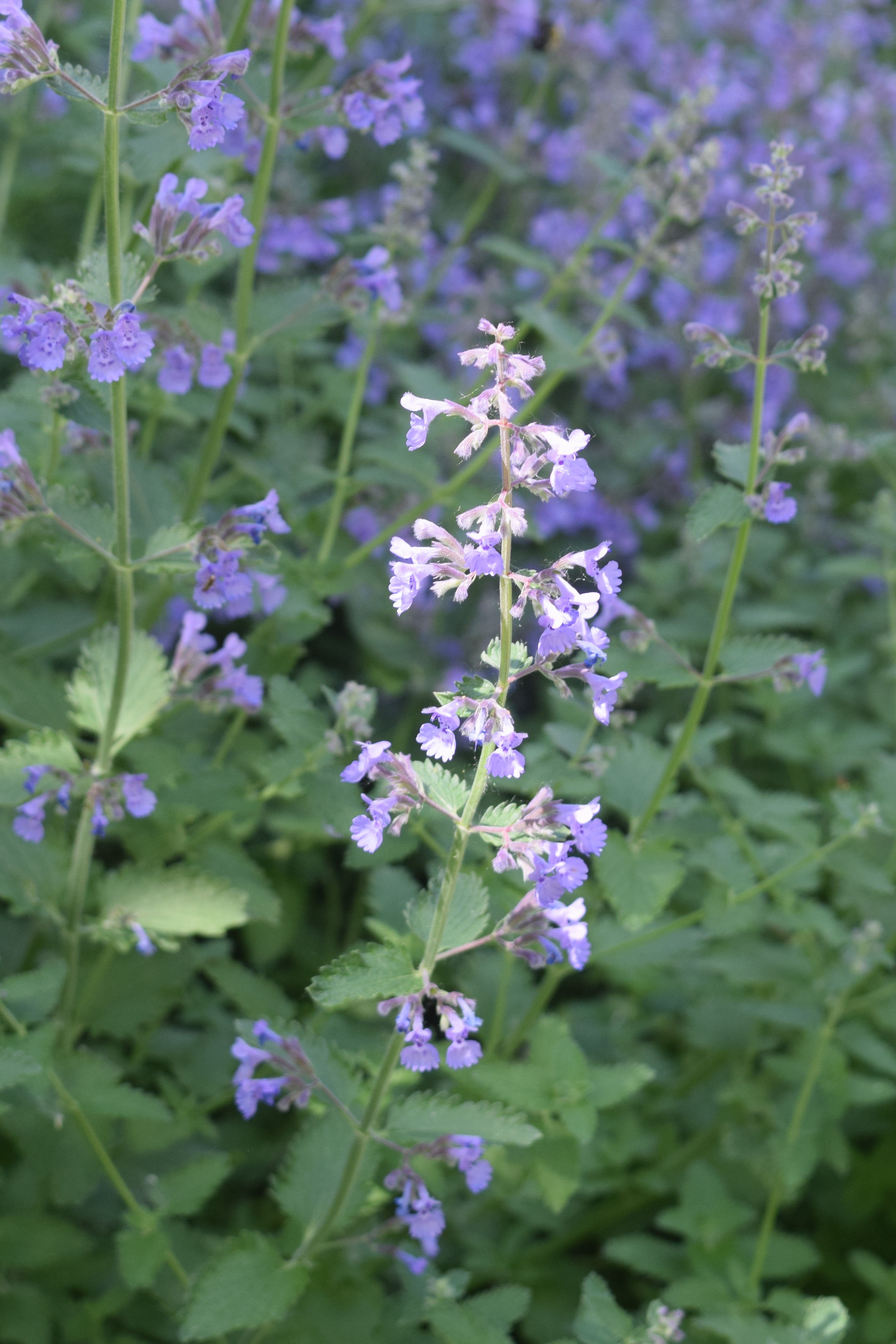 A Cute Couple – gardeninacity