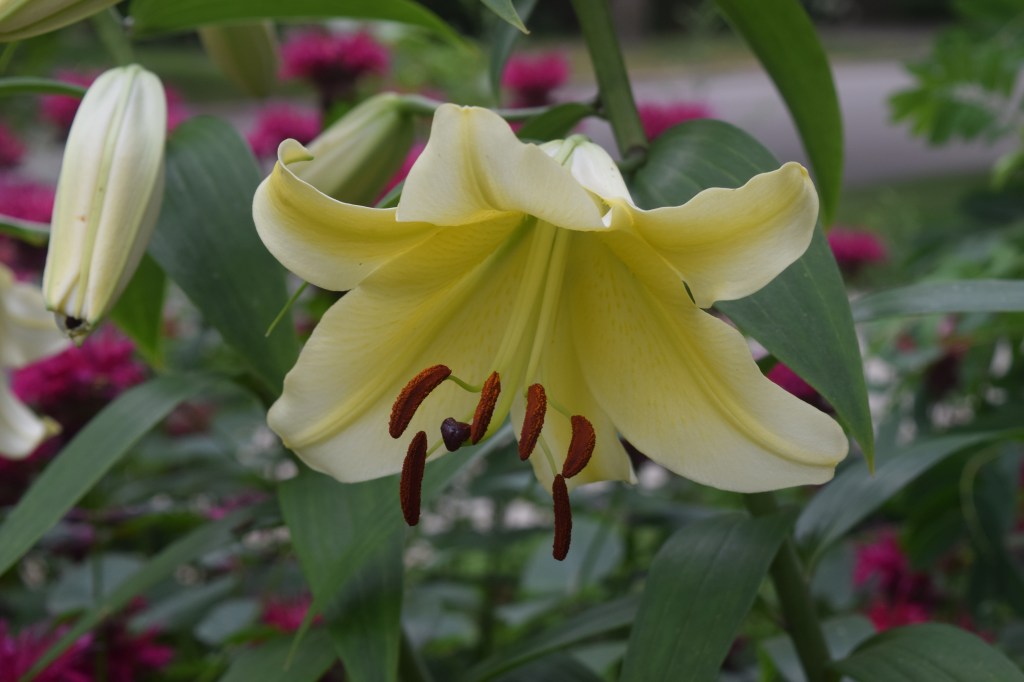 Let the Oriental Trumpets Sound – gardeninacity