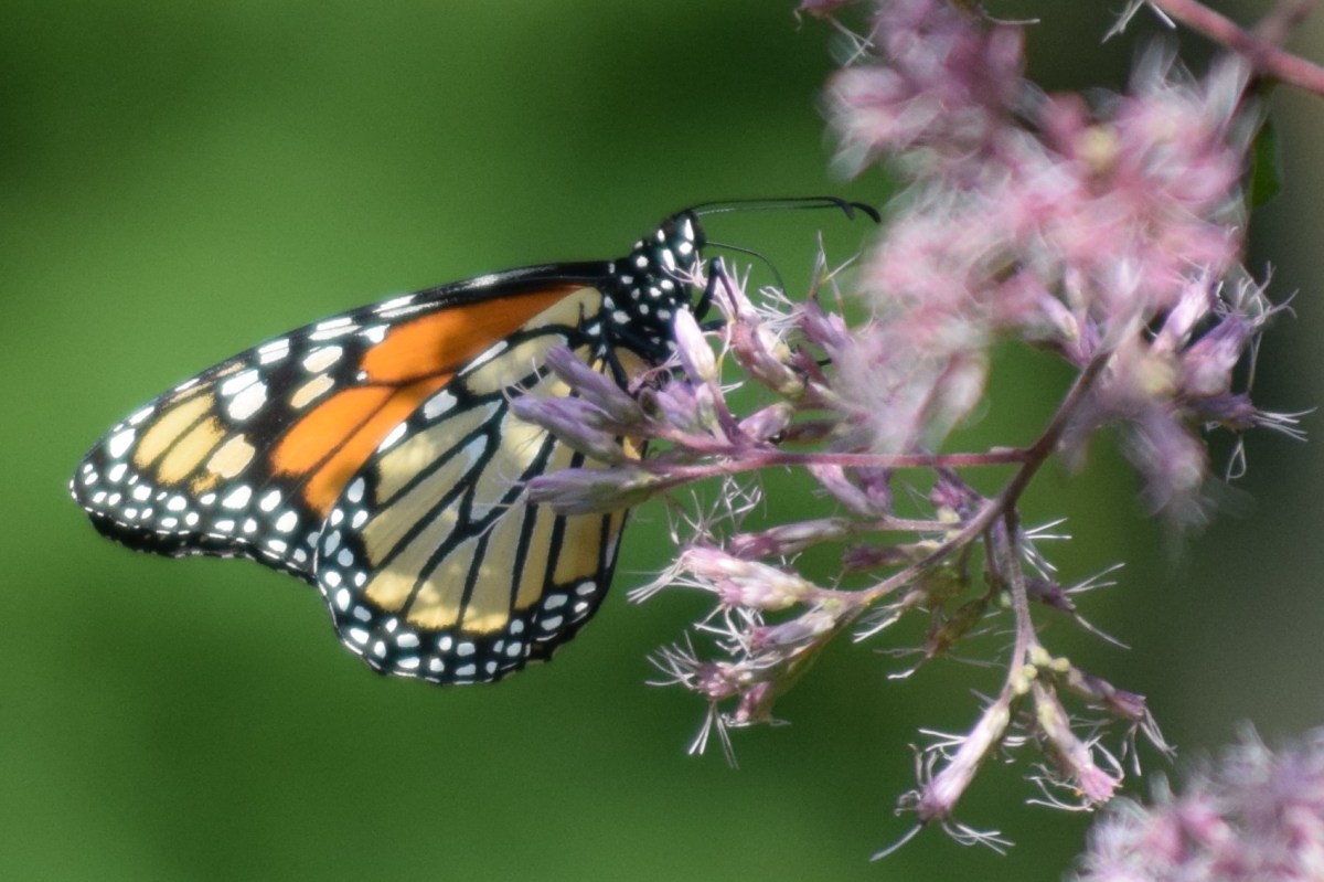 The Once and Future Monarchs – gardeninacity