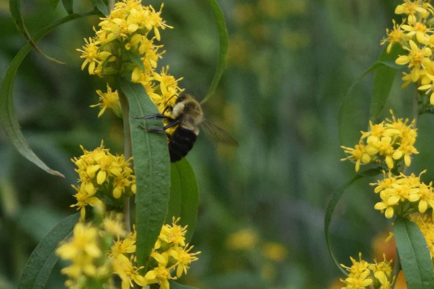 Another Useful Goldenrod – gardeninacity