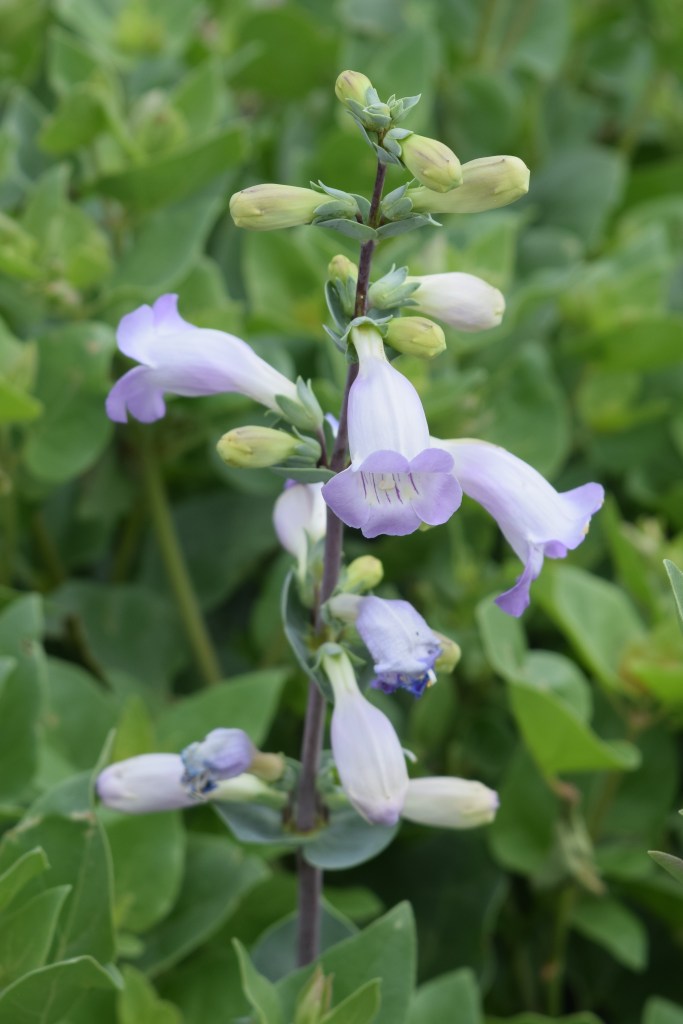 High Plains Environmental Center – gardeninacity