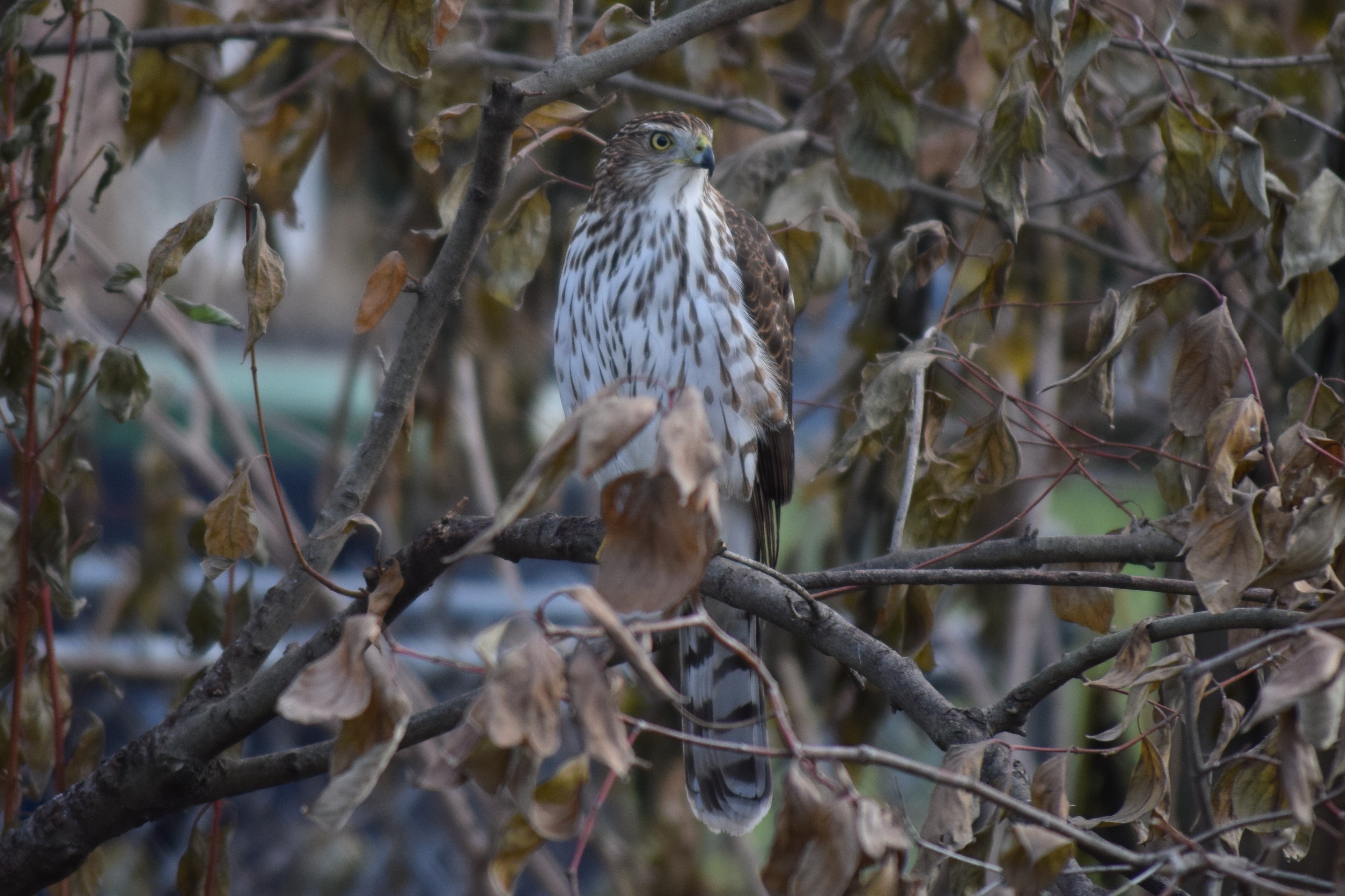 Hawk in the Back Garden – gardeninacity
