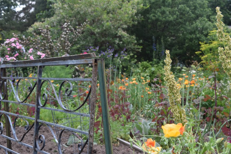 The Garden of Panayoti Kelaidis – gardeninacity