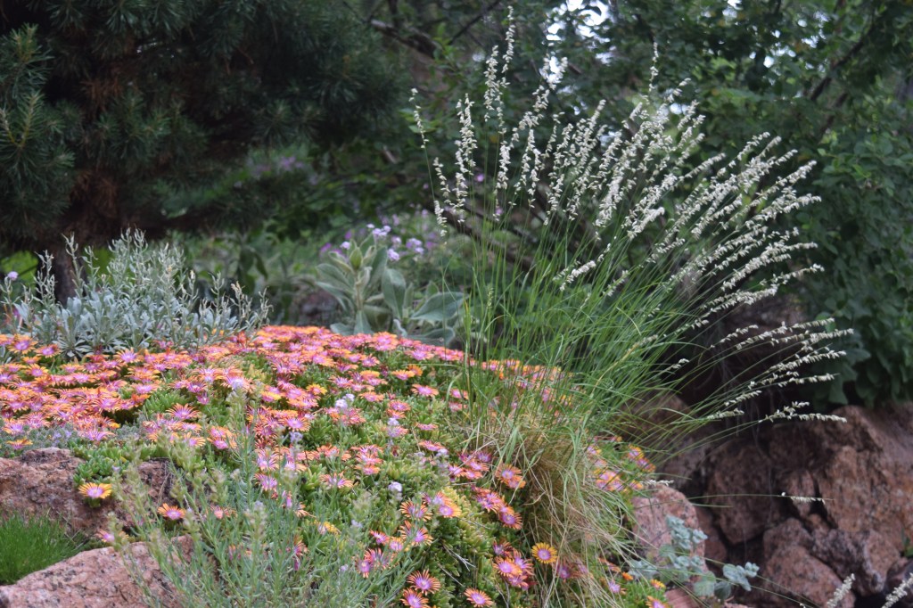 The Garden of Panayoti Kelaidis – gardeninacity