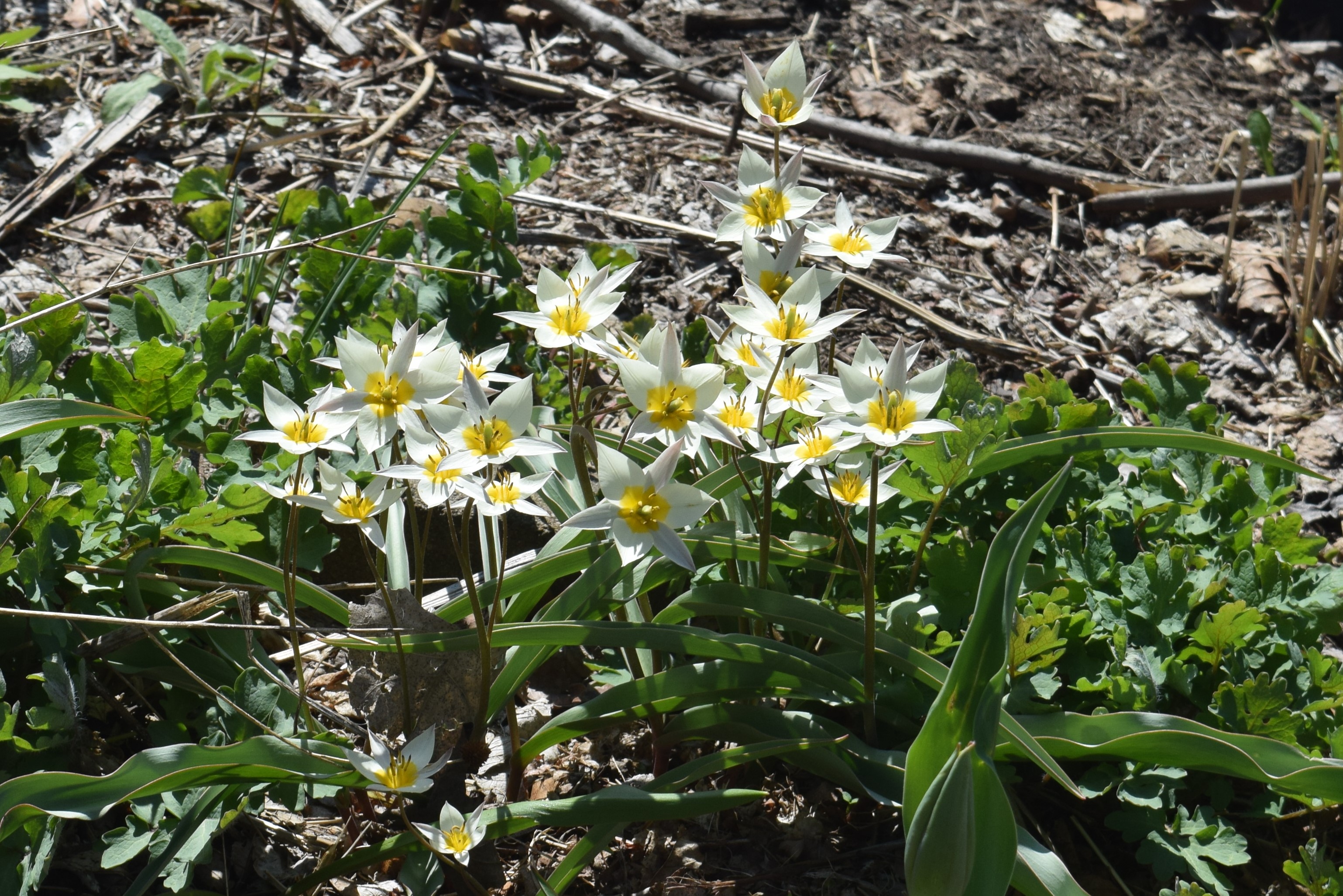 3 Early Species Tulips – gardeninacity