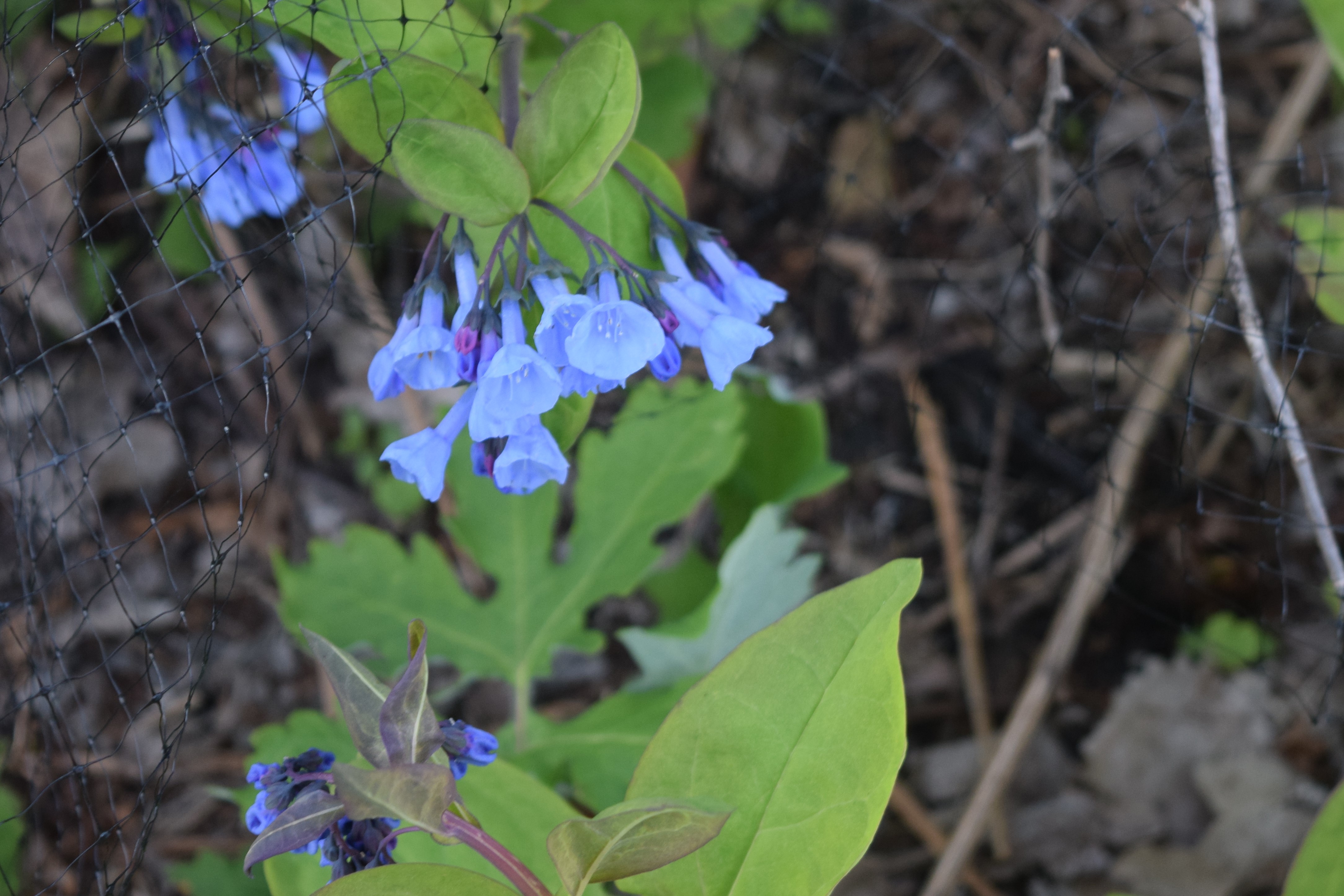 Keep Your Grubby Rabbit Paws Off My Virginia Bluebells – gardeninacity