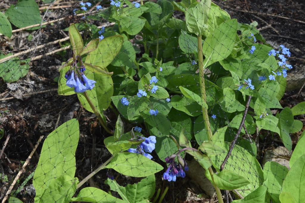 Keep Your Grubby Rabbit Paws Off My Virginia Bluebells – gardeninacity