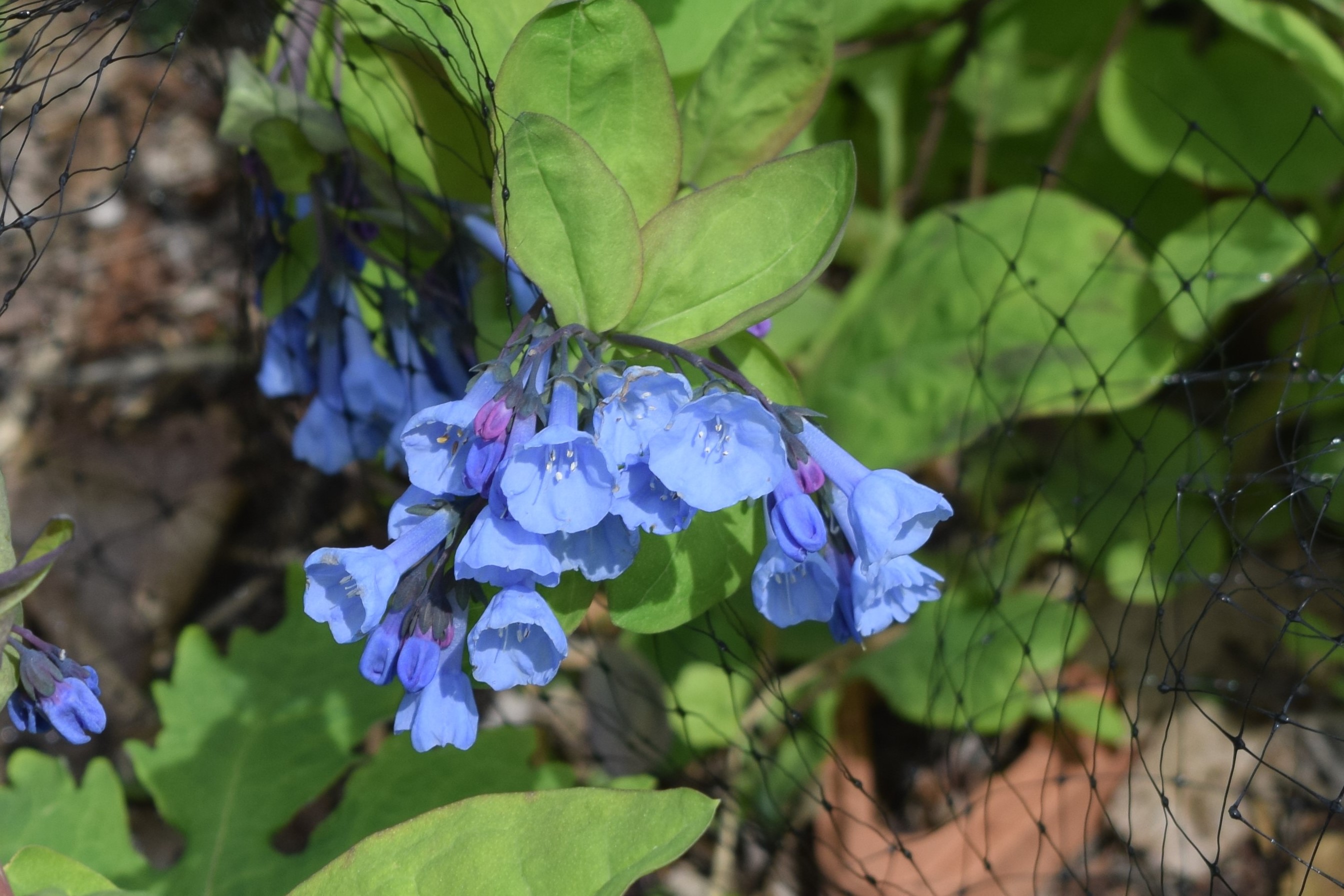 Keep Your Grubby Rabbit Paws Off My Virginia Bluebells – gardeninacity
