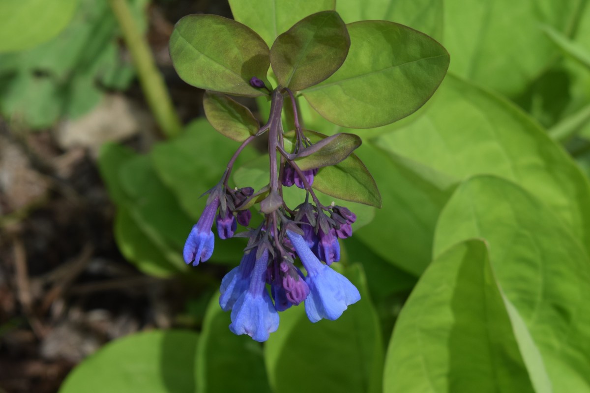 Keep Your Grubby Rabbit Paws Off My Virginia Bluebells – gardeninacity