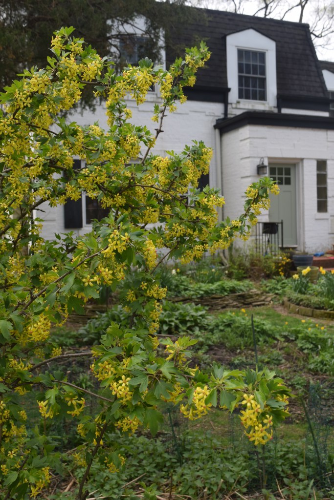 2 Wild Currants for Native Plant Gardens – gardeninacity