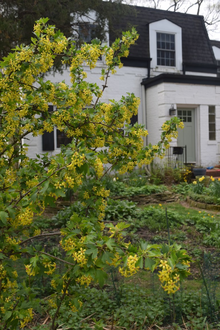 2 Wild Currants for Native Plant Gardens – gardeninacity