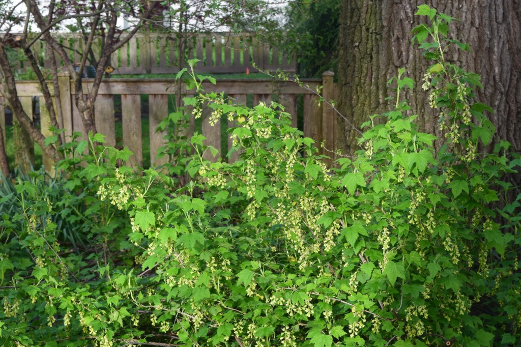 2 Wild Currants for Native Plant Gardens – gardeninacity