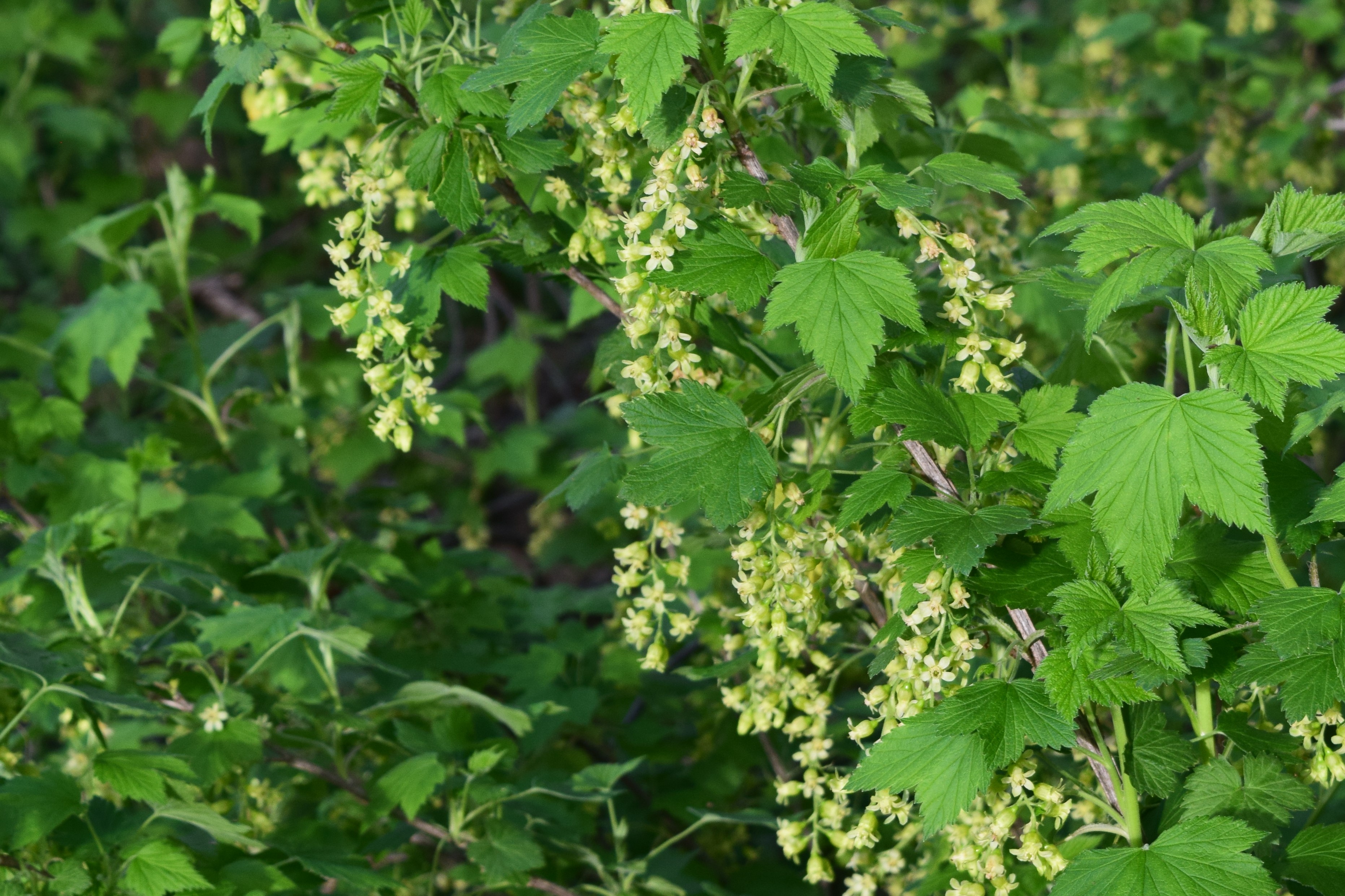 2 Wild Currants for Native Plant Gardens – gardeninacity