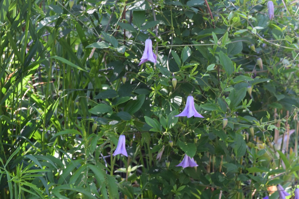 Blue Flowers for June – gardeninacity