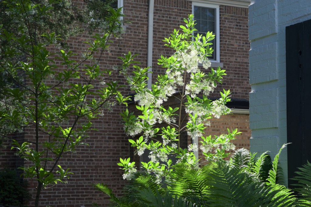 Fringe Trees, Peonies, and a Couple of Critters – gardeninacity