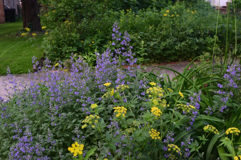 Alexander The Pretty Great – gardeninacity