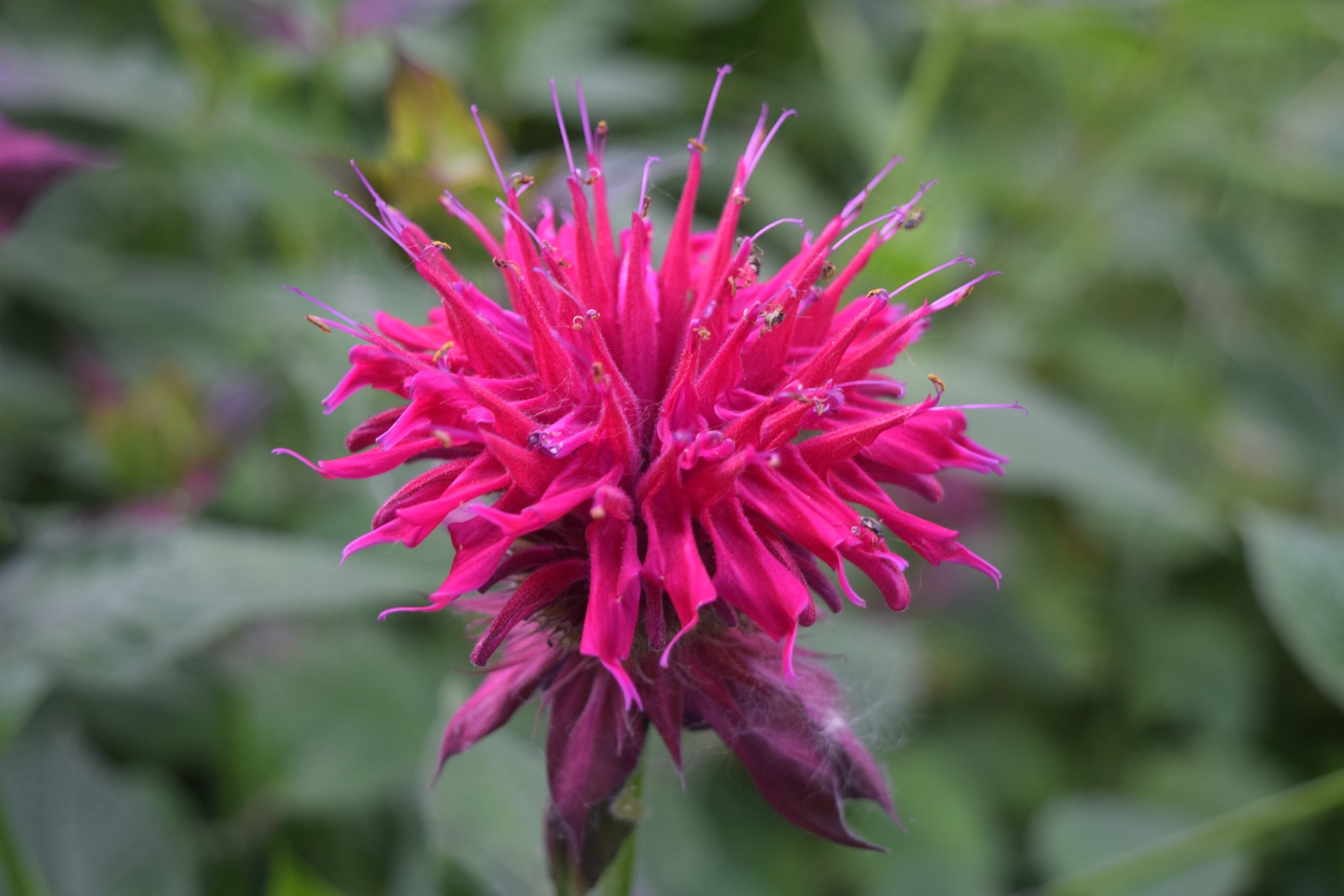 Guides To The Best Monardas For Your Garden – gardeninacity