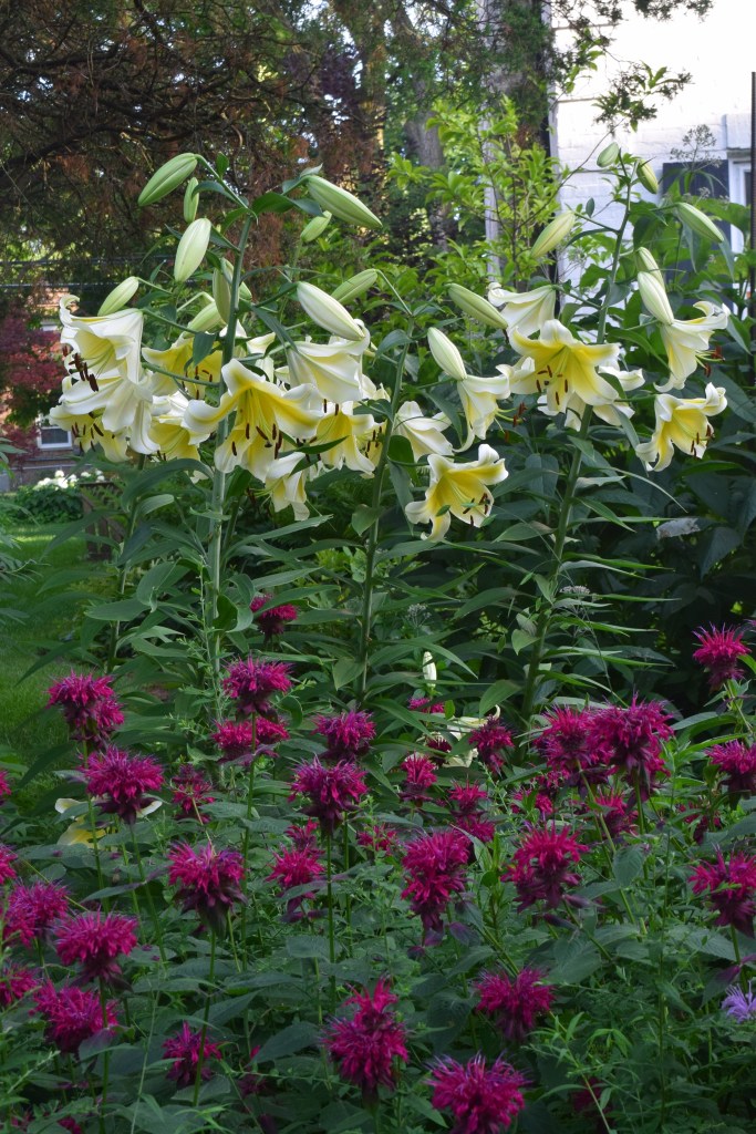 Lily ‘Conca d’Or’ – gardeninacity