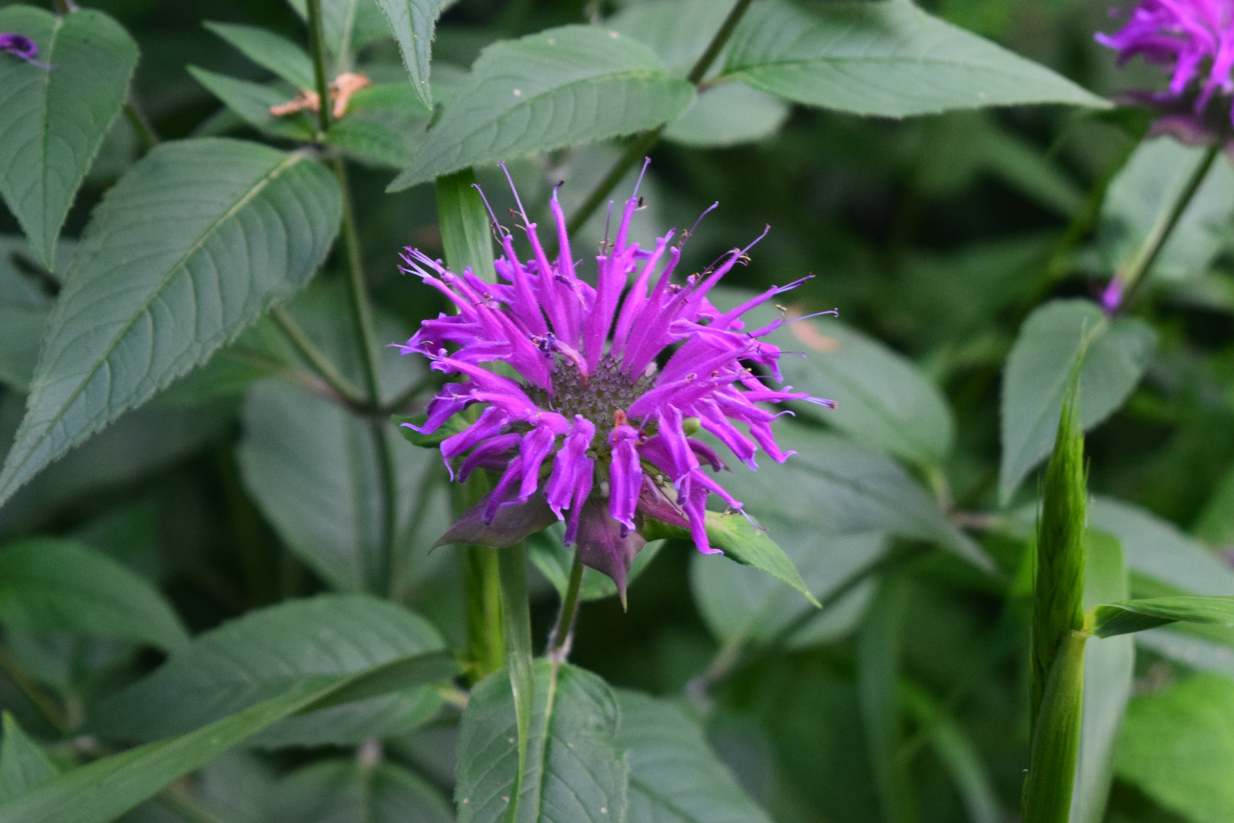 Monarda Musings – gardeninacity